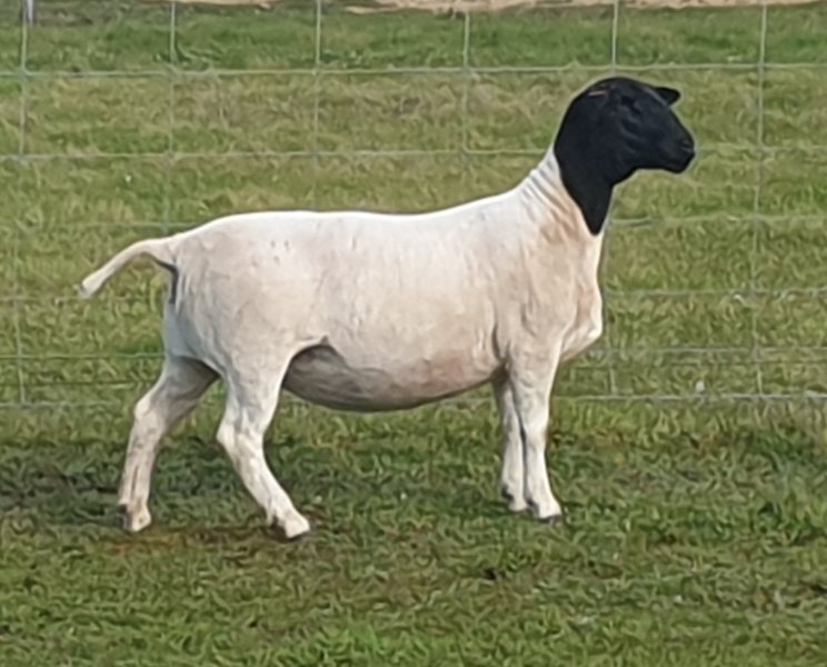 Lot 30 - KAYA 220140 | AuctionsPlus