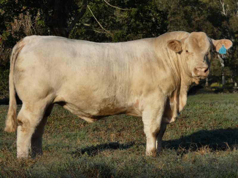 Lot 3 - KANDANGA VALLEY SULTAN (P) | AuctionsPlus