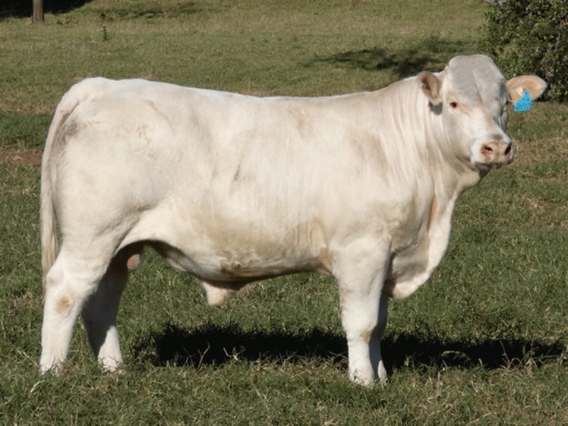 Lot 7 - KANDANGA VALLEY SALVADORE | AuctionsPlus