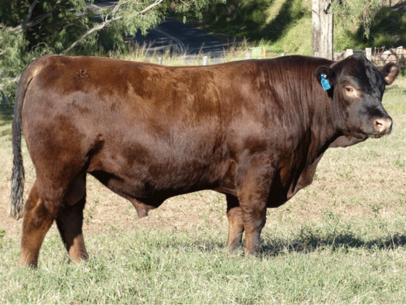 Lot 51 - KANDANGA VALLEY SHANDON (P) | AuctionsPlus