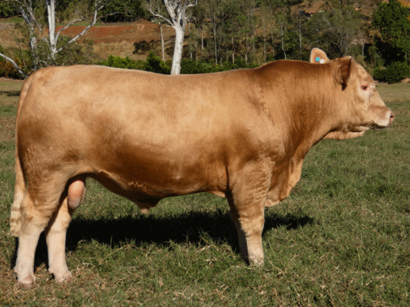 Lot 52 - KANDANGA VALLEY SEXTON (P) | AuctionsPlus