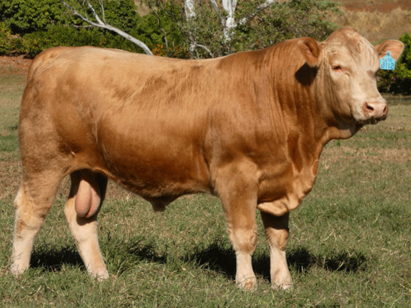 Lot 59 - KANDANGA VALLEY SAYKRED (P) | AuctionsPlus