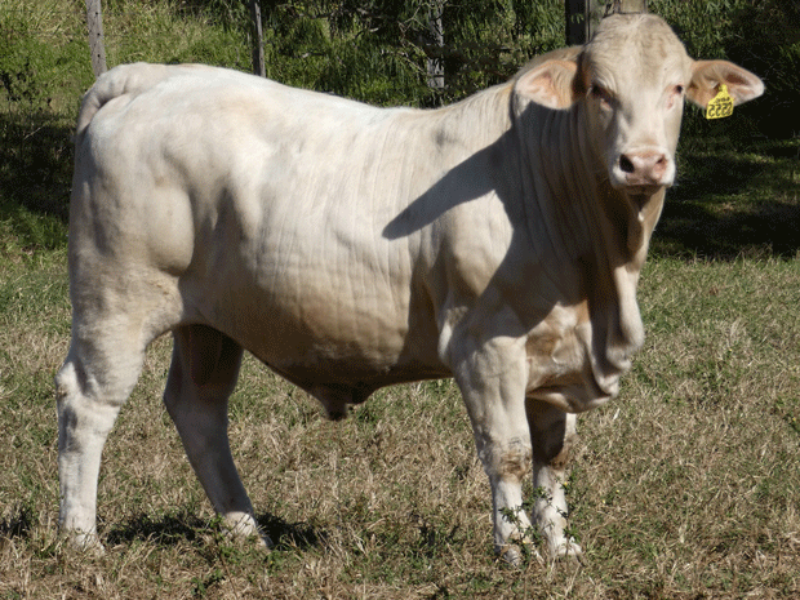 Lot 79 - KANDANGA VALLEY SKITTLES | AuctionsPlus
