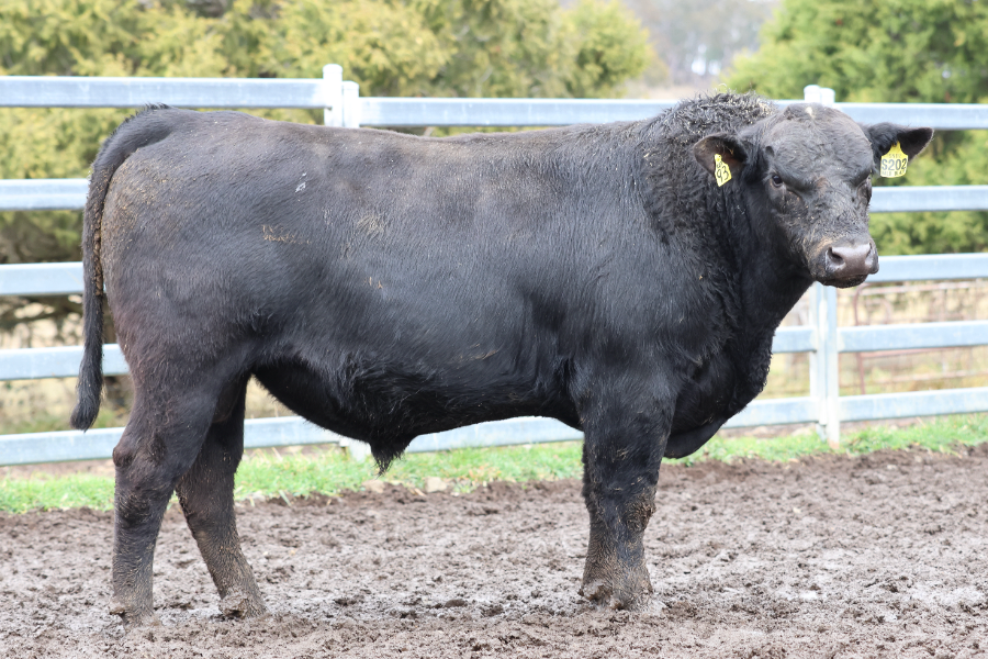 Lot 93 - BALD BLAIR SAMIR S202 | AuctionsPlus