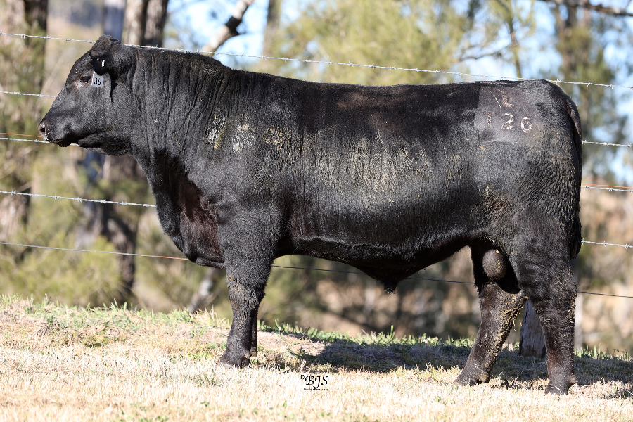 Lot 36 - KNOWLA TEN EIGHTY T26 | AuctionsPlus