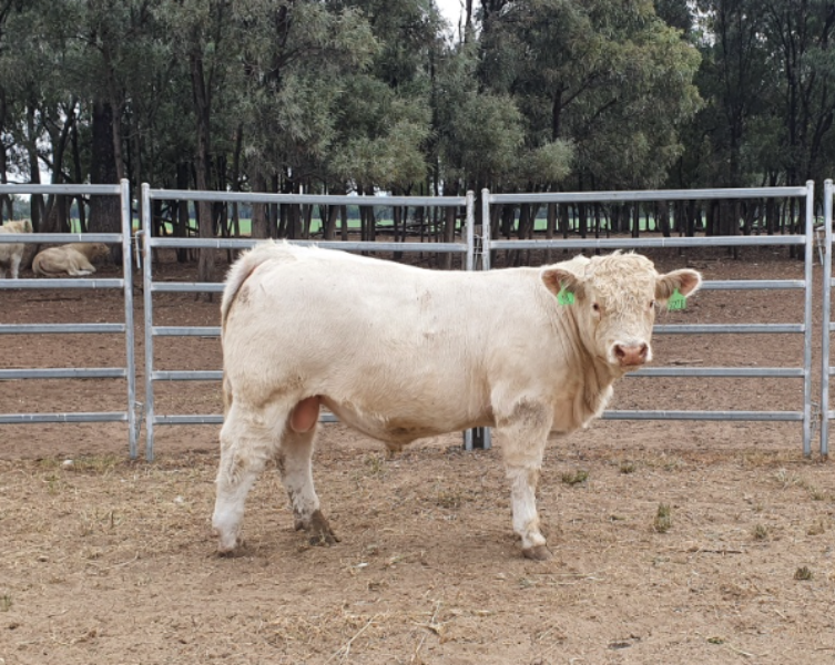 Lot 98 - LAW S278 | AuctionsPlus