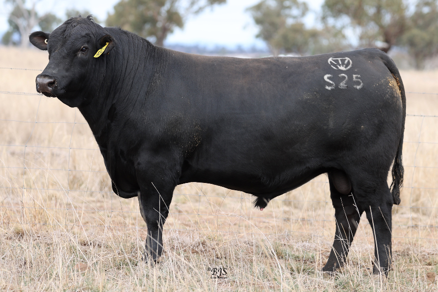 Lot 10 - TIVOLI PARATROOPER S25 | AuctionsPlus