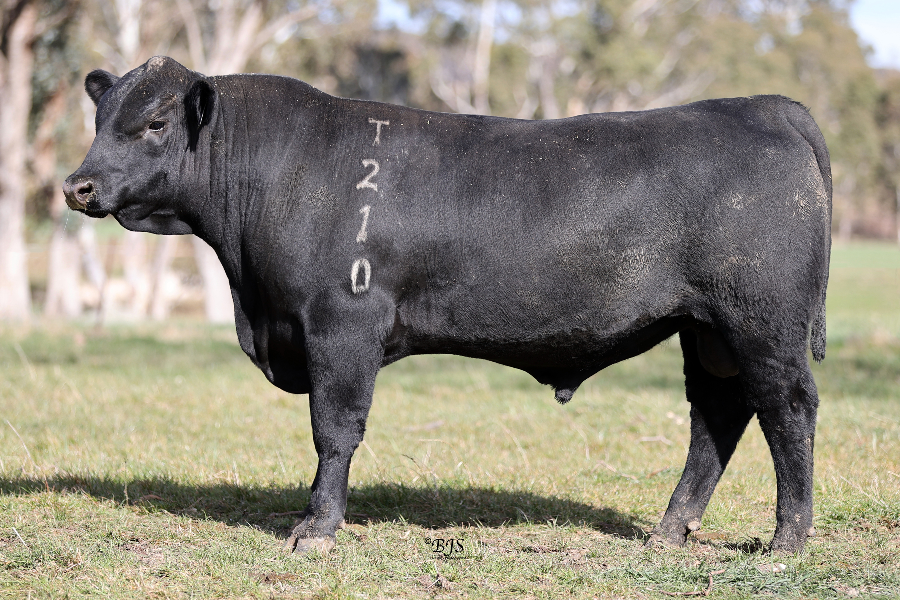 Lot 50 - CIRCLE 8 T210 | AuctionsPlus
