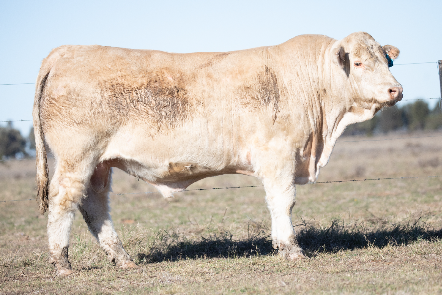 Lot 1 - HOPGOOD SEDUCTIVE (P) | AuctionsPlus