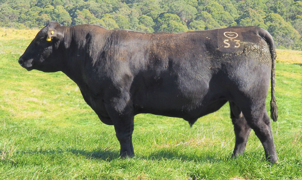 Lot 17 - MAXWELLTON S POWERPOINT S003 | AuctionsPlus