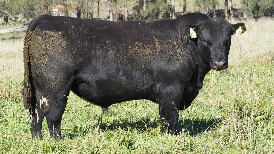 Lot 22 - MAXWELLTON MOGCK ENTICE S088 | AuctionsPlus