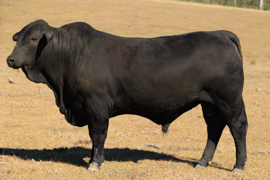 Lot 37 - ROCKY CREEK R6 | AuctionsPlus