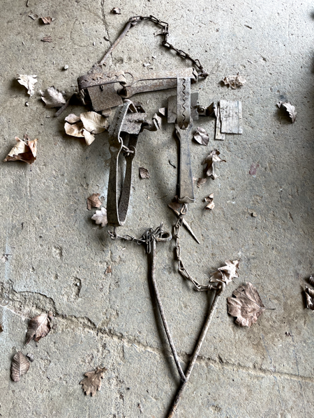 Lot 53 - Antique Rabbit Traps | AuctionsPlus