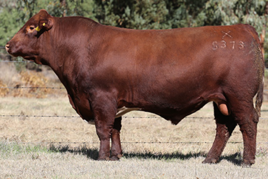Lot 10 - Futurity Scotch Fillet S373 | AuctionsPlus