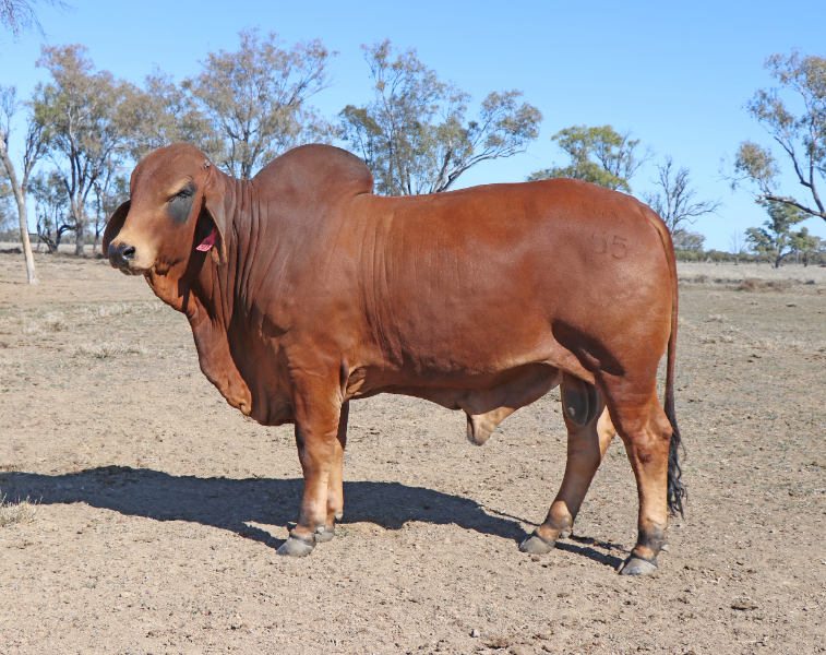 Lot 18 - SAMARI S MERLOT | AuctionsPlus