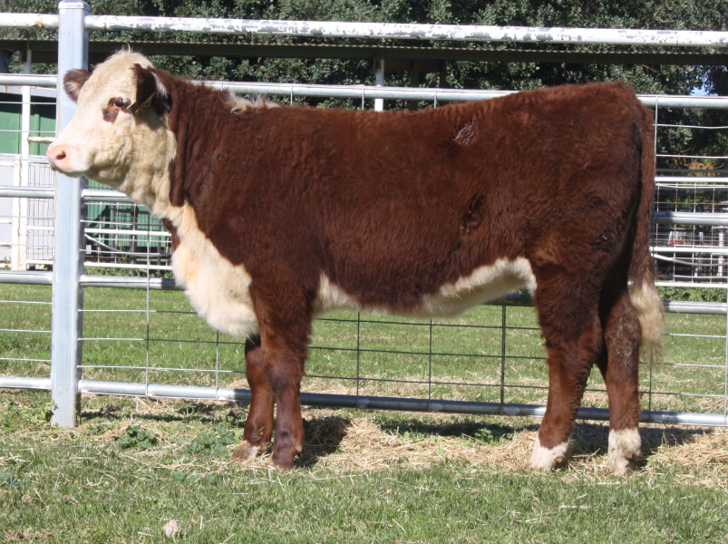 Lot 93 - KIDMAN MINERVA QUEEN T077 (AI) (PP) | AuctionsPlus