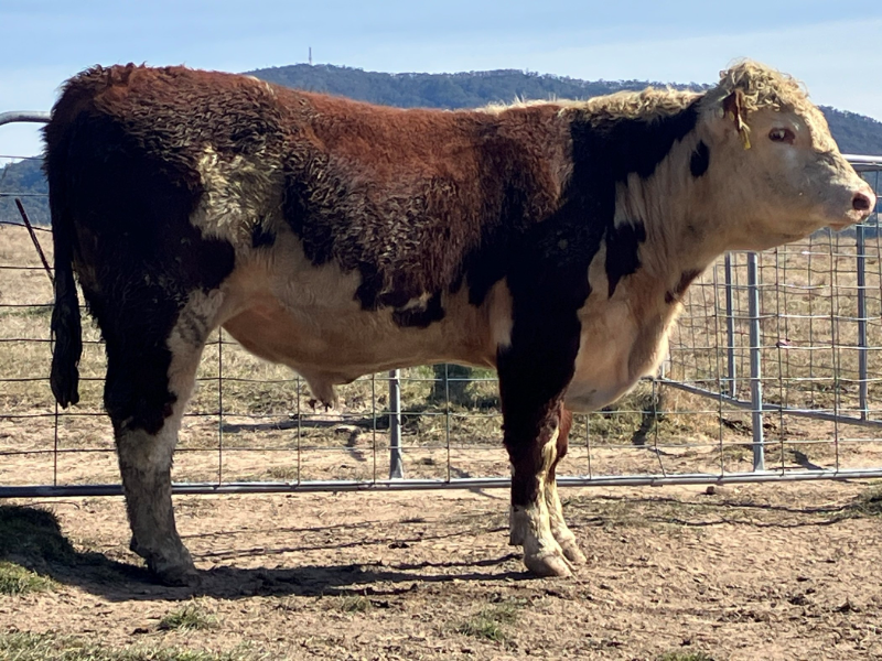 Lot 3 - BENDOC PARK SHOWY S93 (P) | AuctionsPlus
