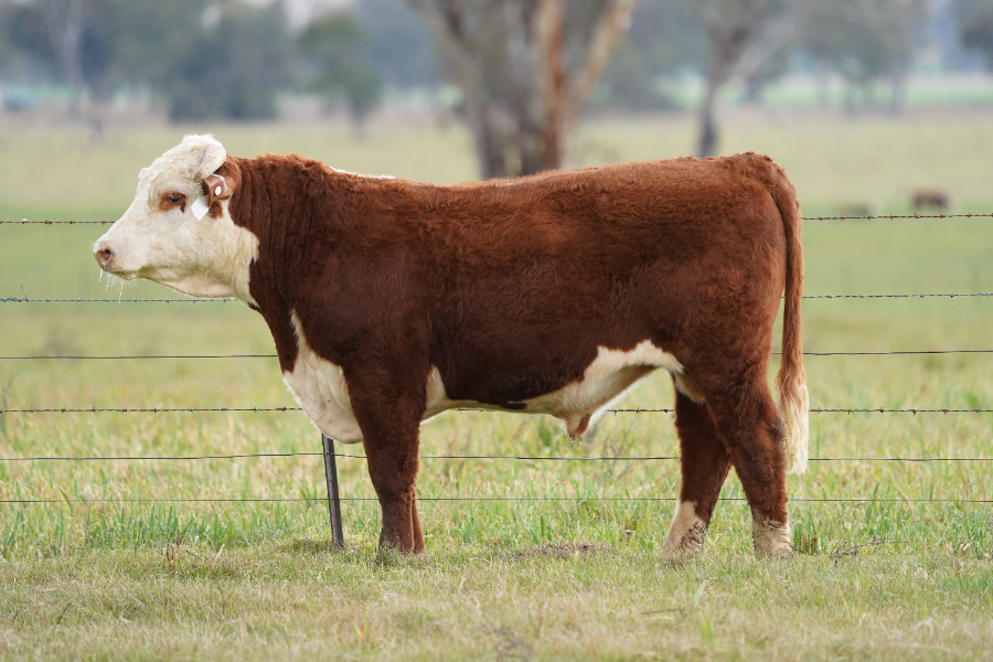 Lot 100 - IRONBARK N579 TRUE GRIT S677 (H) | AuctionsPlus