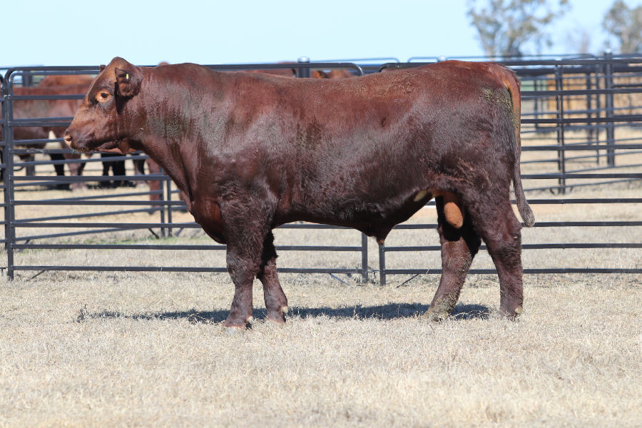 Lot 41 - WEEBOLLABOLLA SOUTH AUSTRALIA S137 | AuctionsPlus