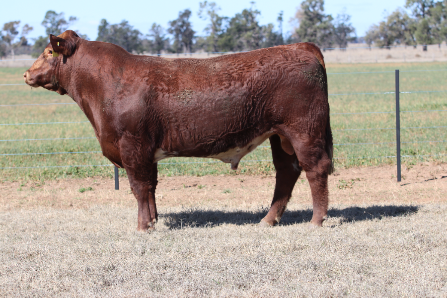 Lot 43 - WEEBOLLABOLLA SPALDING S146 | AuctionsPlus