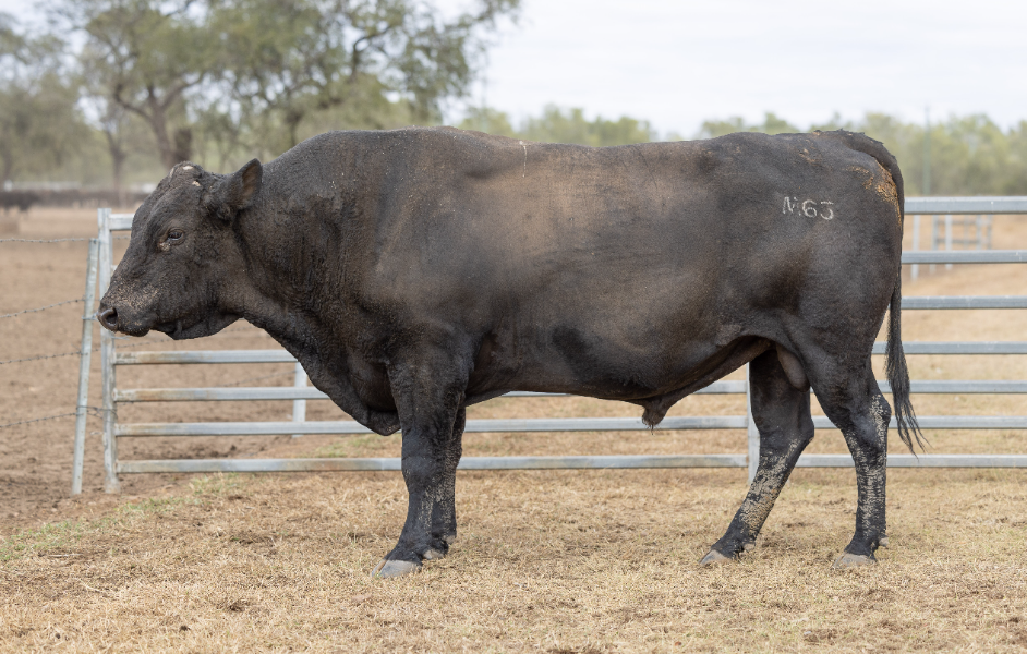 Lot 35 - 5 x Straws SUMO CATTLE CO MICHIFUKU M65 | AuctionsPlus