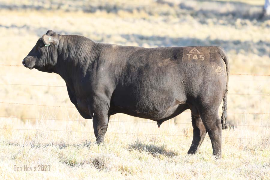 Lot 14 - BEN NEVIS TESTAMENT T045 | AuctionsPlus