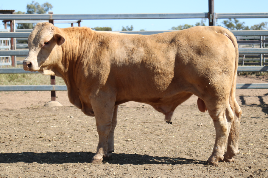 Lot 28 - ACTON T39 | AuctionsPlus
