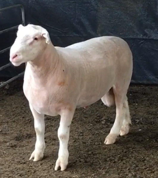 Lot 1 - Illoura 220096 | AuctionsPlus