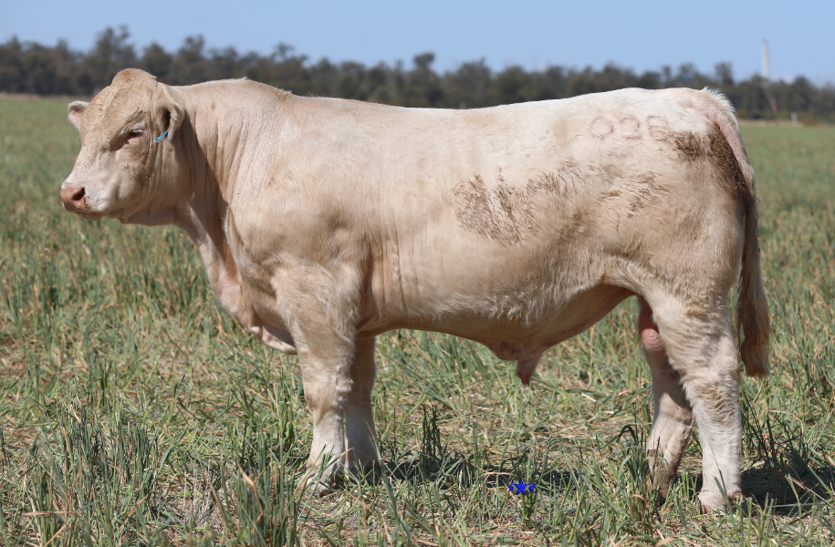 Lot 96 - PALGROVE SADDLER (P) SV | AuctionsPlus