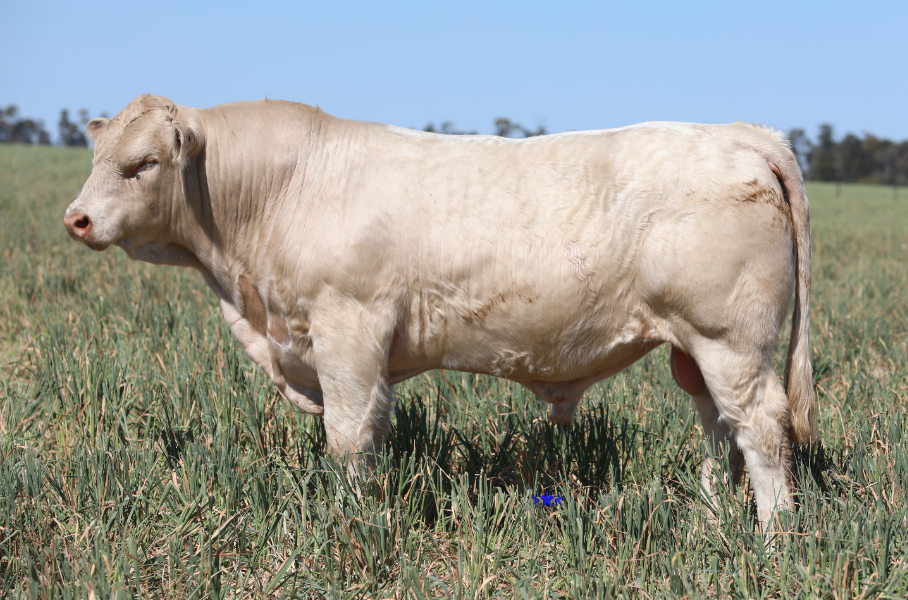 Lot 97 - PALGROVE STICKLER PV | AuctionsPlus