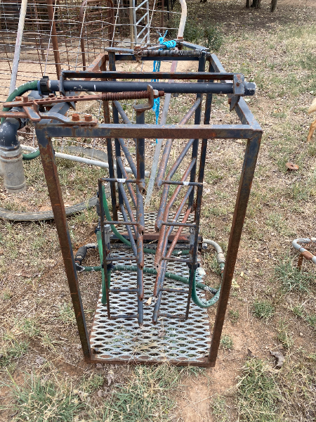 Lot 41 - Sheep Jetting Race | AuctionsPlus