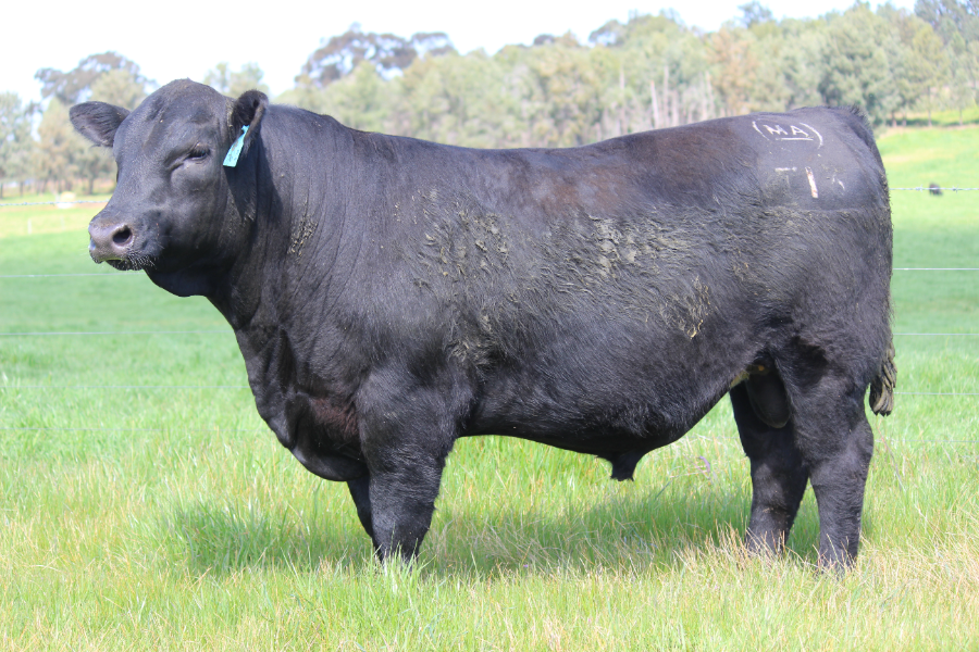 Lot 10 - MLB22T16 | AuctionsPlus