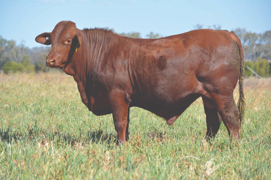 Lot 129 - GLEN RUFUS PARK JACKAROO U76 | AuctionsPlus