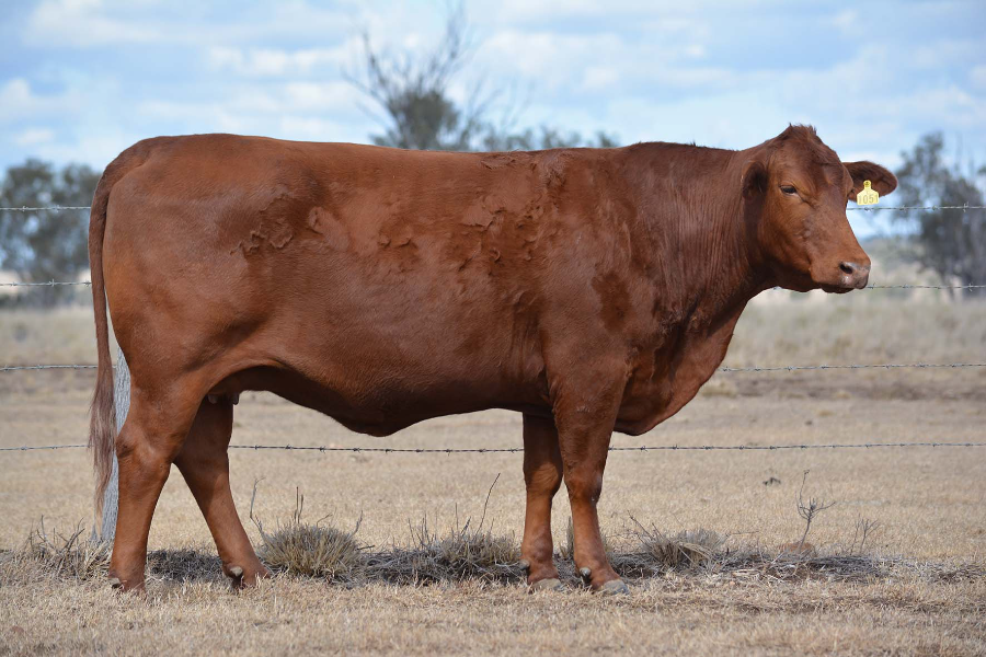 Lot 163 - ROSEVALE JALARA M1051 (P) | AuctionsPlus
