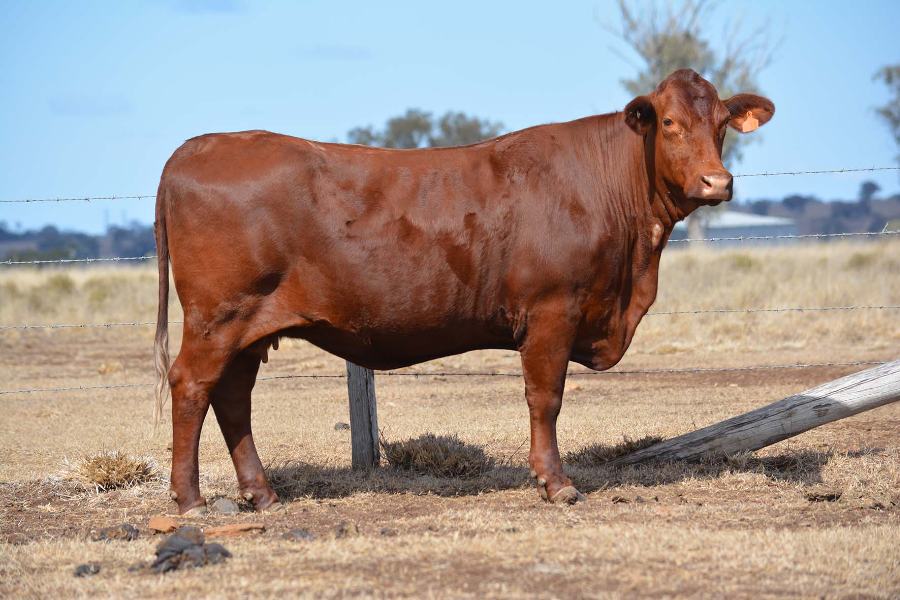 Lot 165 - ROSEVALE JALARA P631 (P) | AuctionsPlus