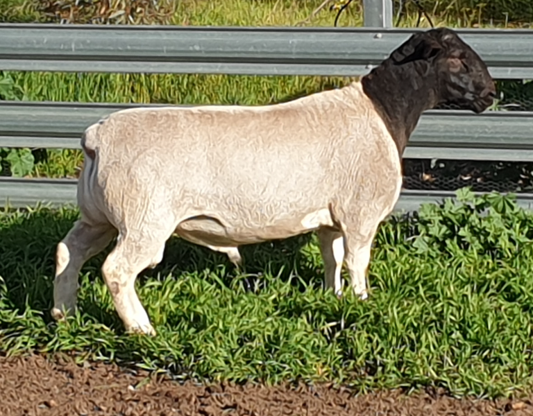 Lot 123 - KAYA 220335 | AuctionsPlus