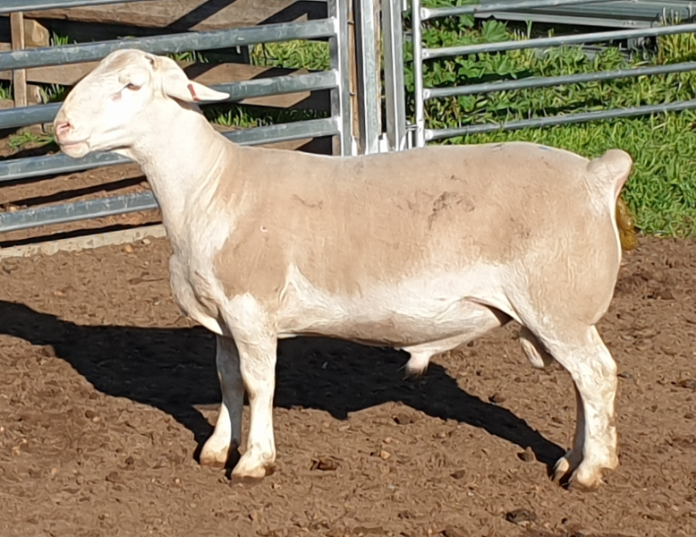 Lot 71 - KAYA WHITE 220061 | AuctionsPlus