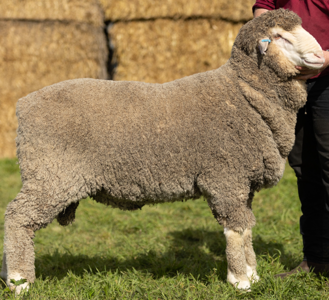 Lot 43 - ORRIE COWIE 220005 | AuctionsPlus