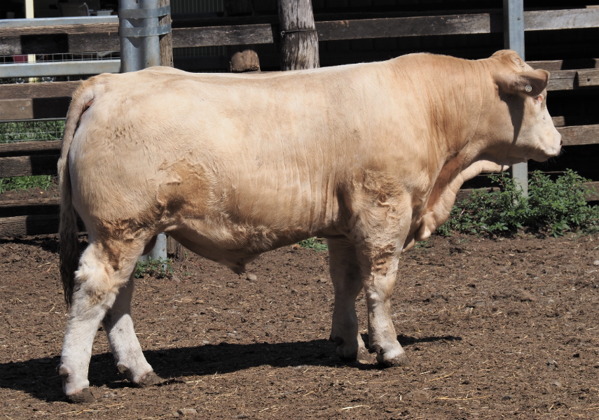 Lot 54 - GLENLEA QUARTERBACK T702 (AI) (P/S) (R/F) | AuctionsPlus