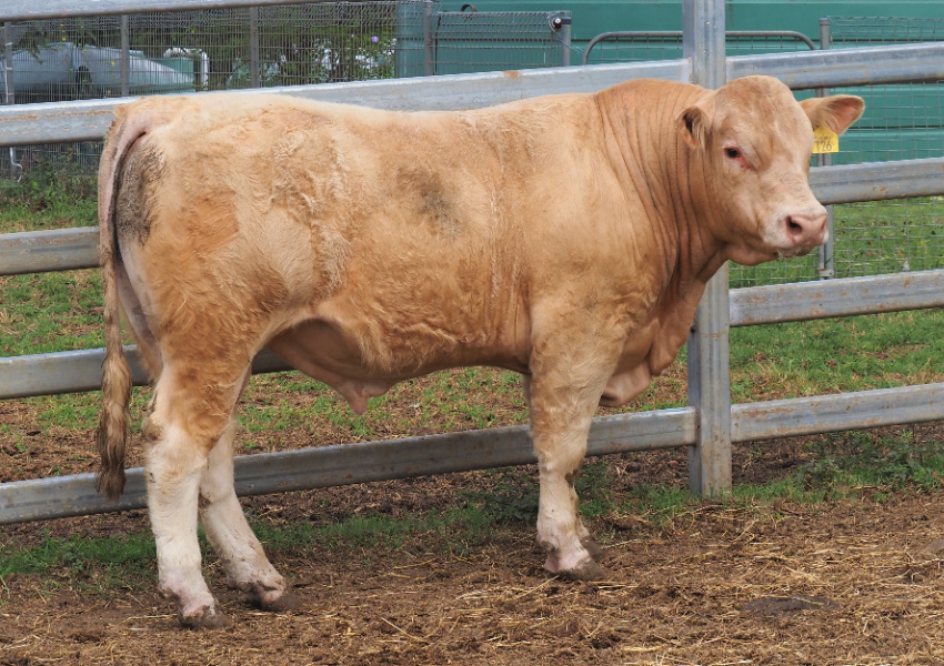 Lot 55 - CLARINDA LONATO T26 (AI) (P) (R/F) | AuctionsPlus