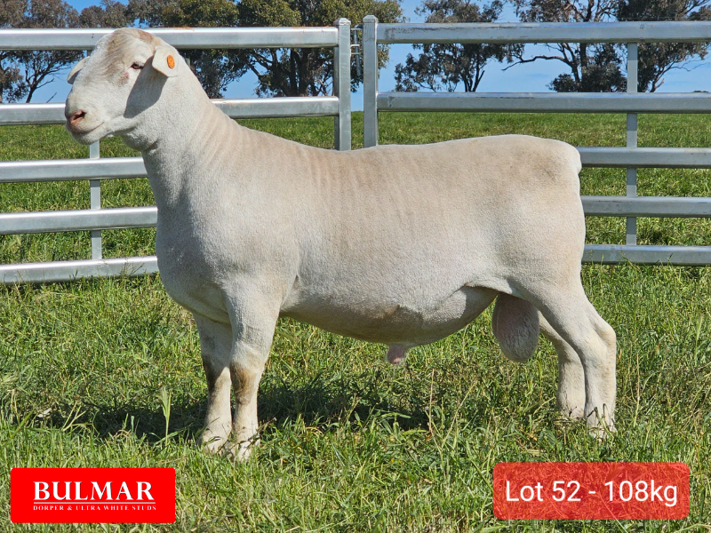 Lot 52 - BULMAR 220158 | AuctionsPlus