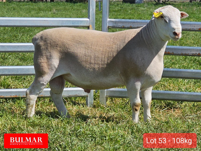 Lot 53 - BULMAR 220117 | AuctionsPlus