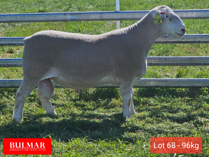 Lot 68 - BULMAR 220188 | AuctionsPlus