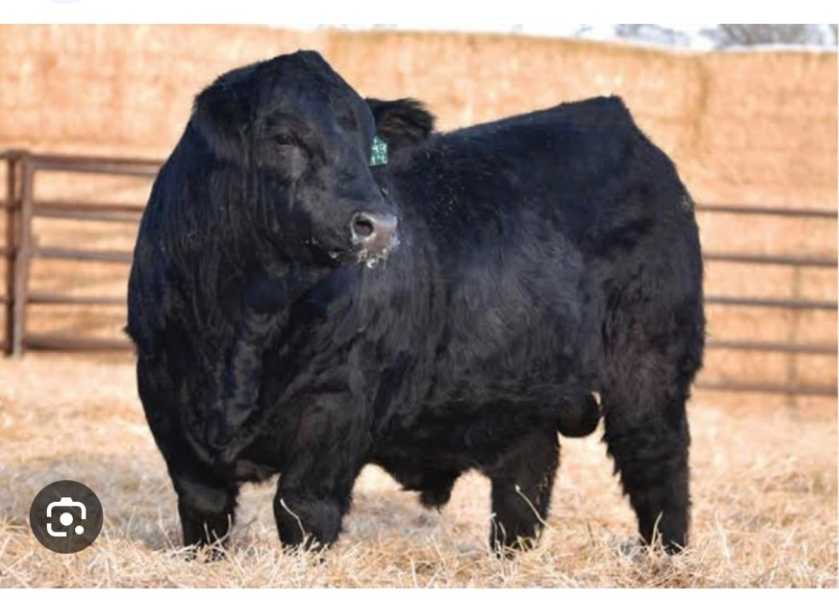 Lot 25 - R Plus Mandate 1044J | AuctionsPlus