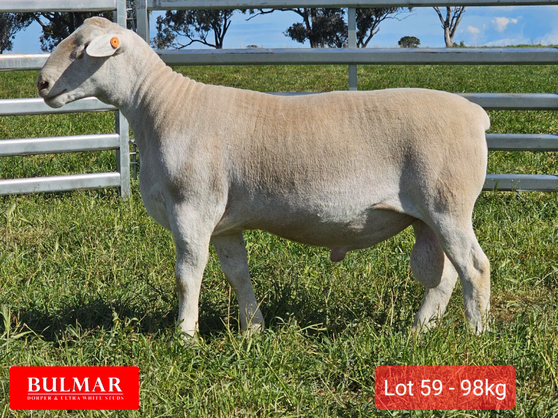 Lot 59A - REPLACEMENT - BULMAR WHITE 220173 | AuctionsPlus