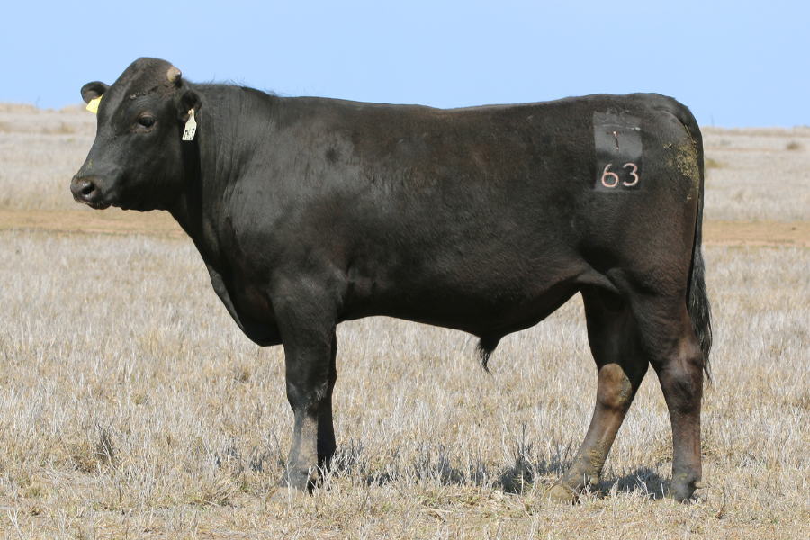 Lot 48 - JK CATTLE CO T063 [CC] | AuctionsPlus