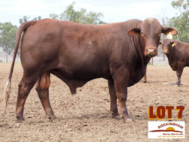Lot 7 - ROCKINGHAM SPOTLIGHT (P) | AuctionsPlus
