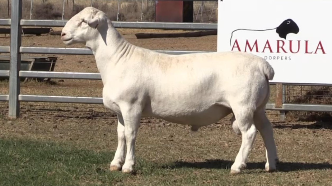 Lot 7 - AMARULA WHITE 222147 | AuctionsPlus