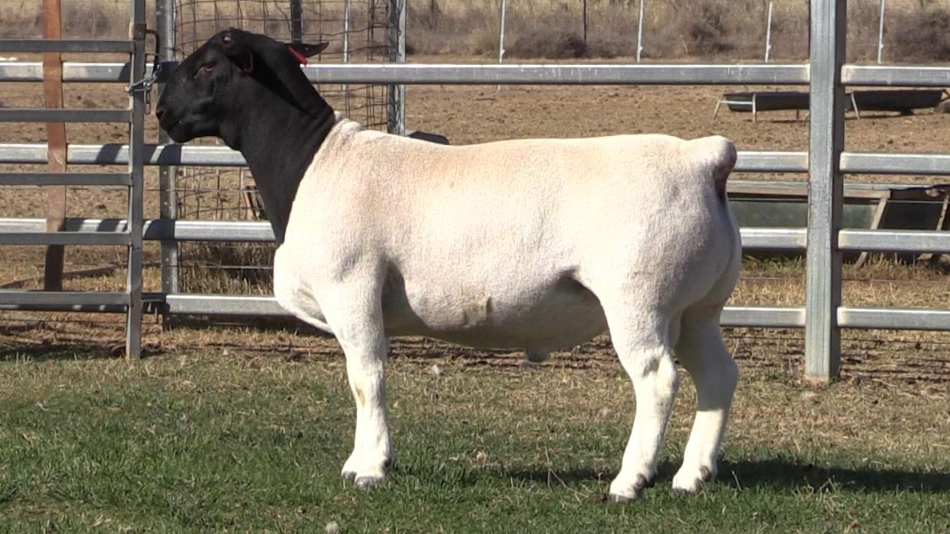 Lot 40 - AMARULA 221282 | AuctionsPlus