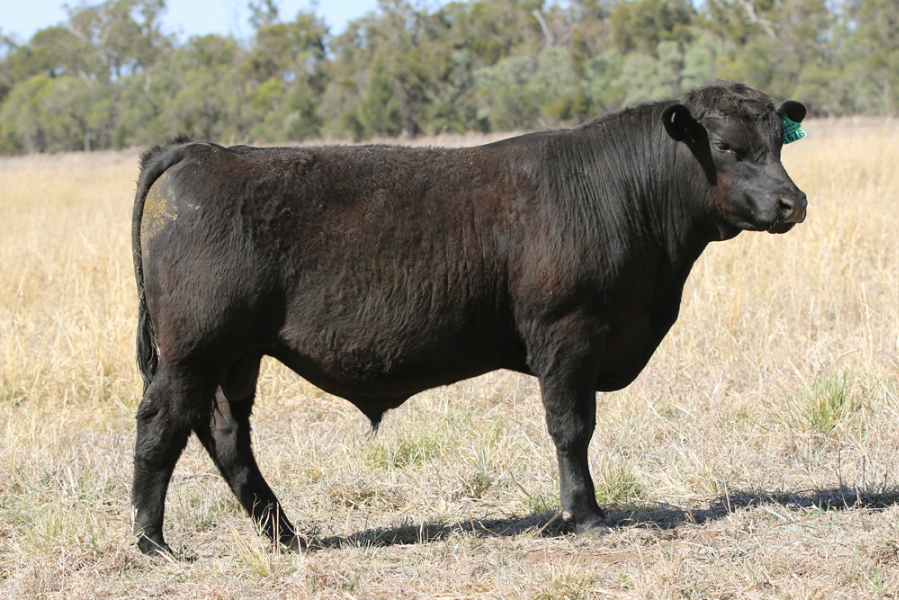 Lot 6 - JK CATTLE CO TRAILBLAZER T676 | AuctionsPlus